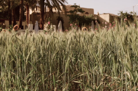 Food concept - Marsam